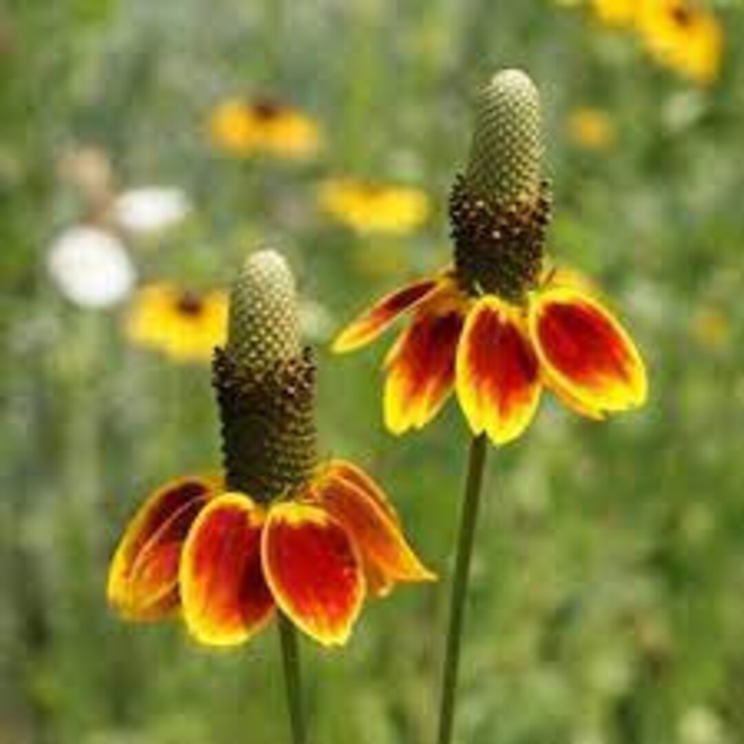 25 Ratibida Mexican Hat Flower Seed Fun and Easy to Grow Plant on Patio ...