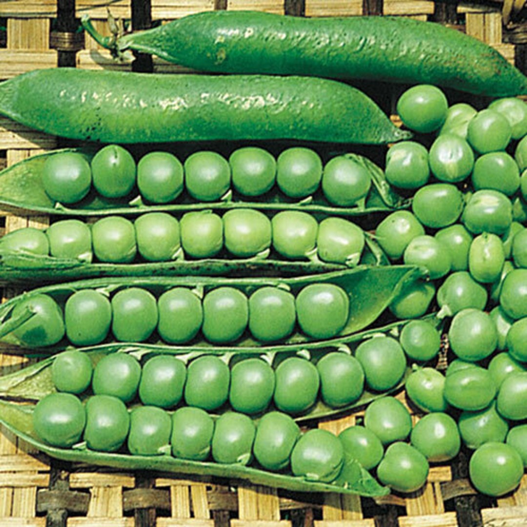 Peas Lincoln 15 Seeds Sweet Non GMO USA Shipping ONLY Plus Free Gift ...