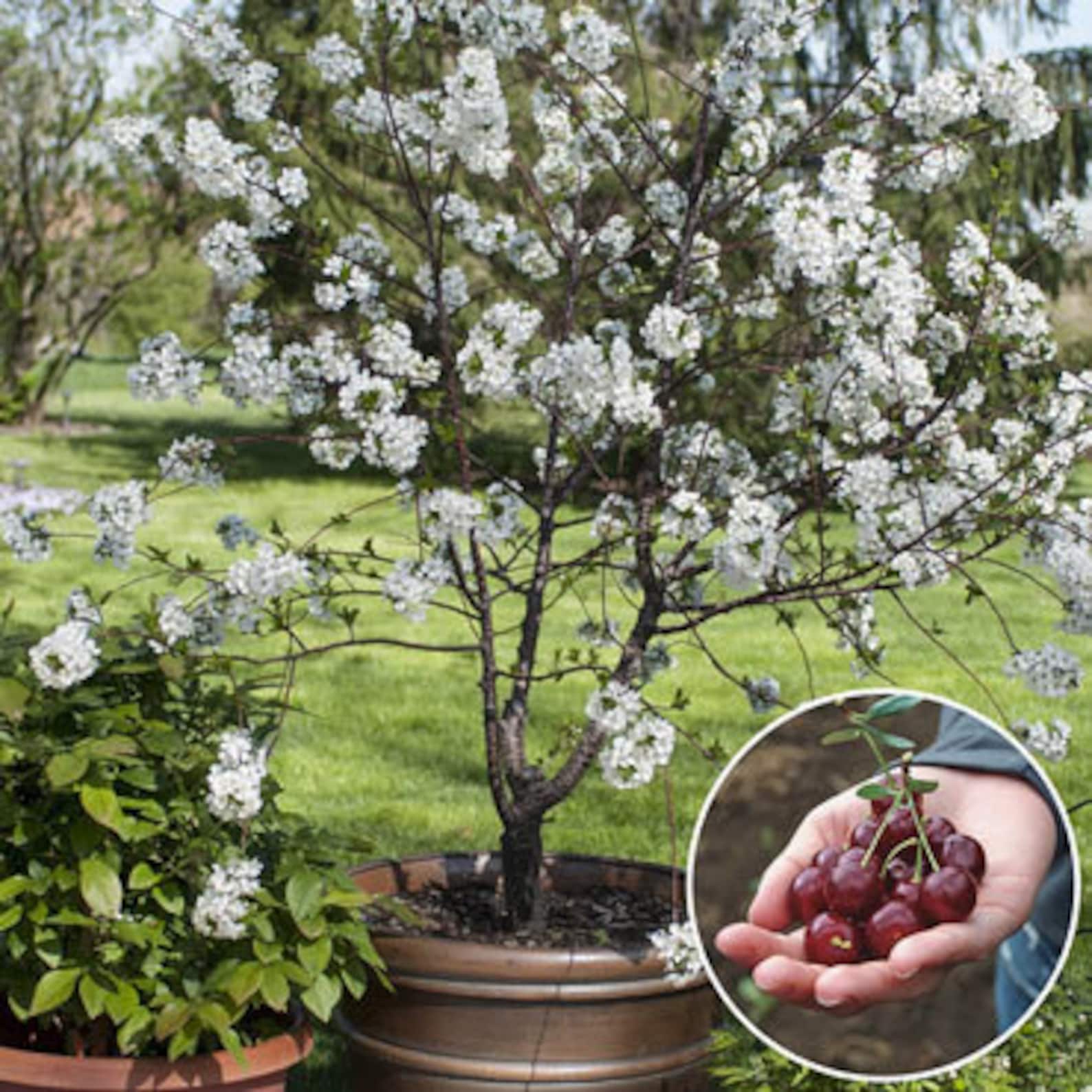 10 Dwarf Bing Cherry Tree Seeds Sweet Edible Plus 10 Dwarf - Etsy