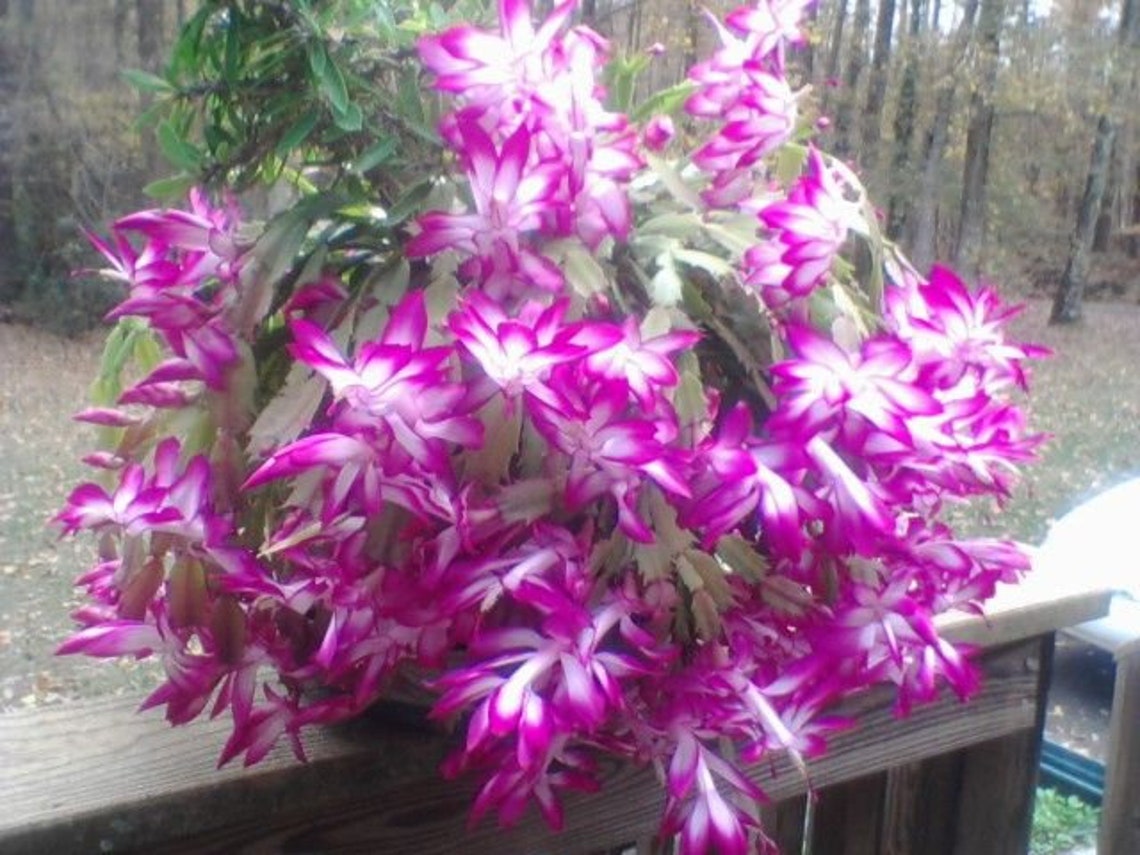 10 Christmas Cactus Flower Seed Rare Purple for Home or Patio - Etsy