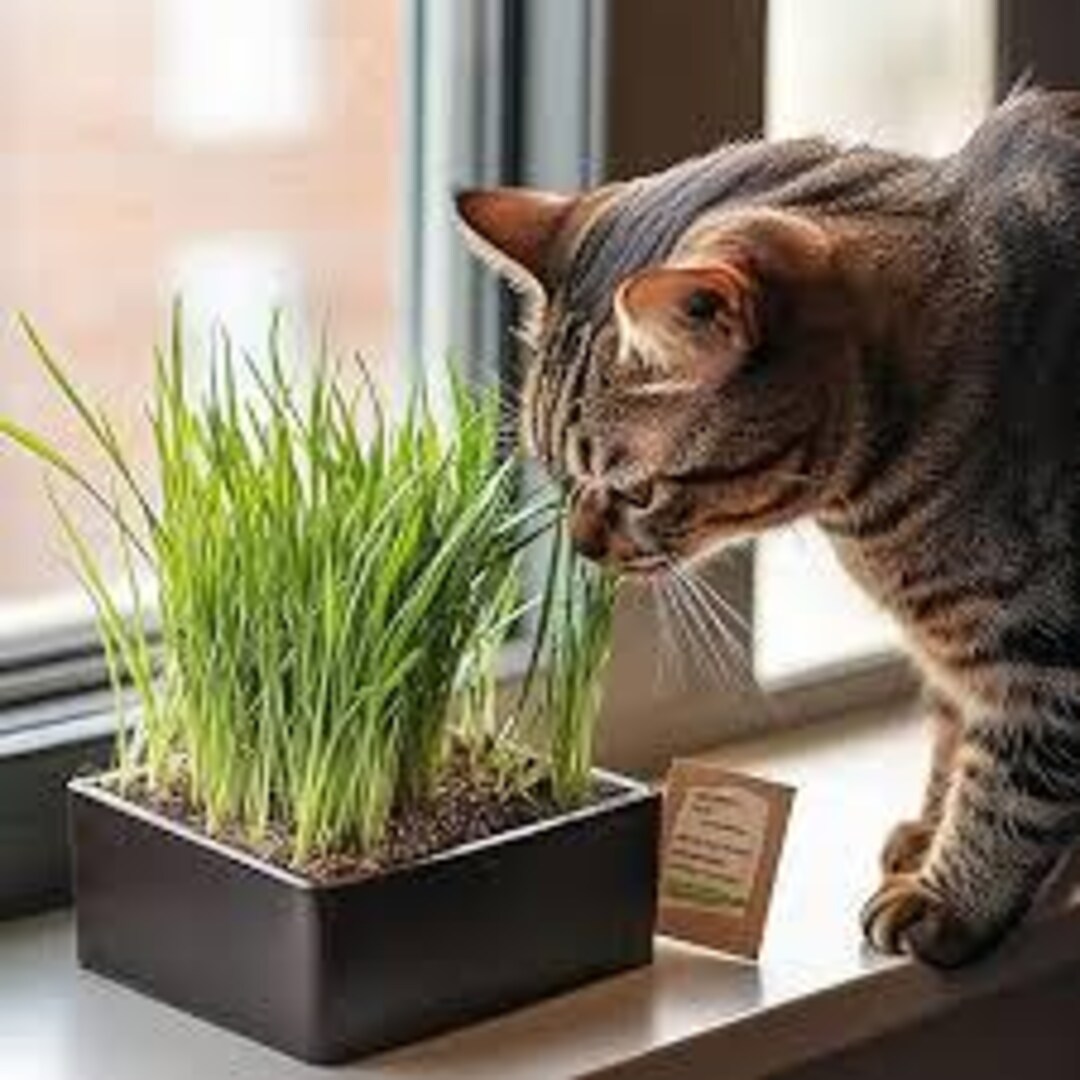 Cat Wheatgrass 100 Seeds Natural Protein and Essential Vitamins. Easy ...