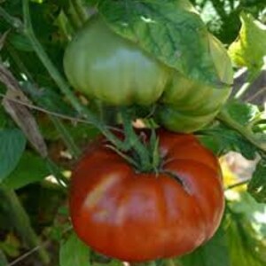 20 Tomato Brandy Wine Red Tomato Seeds for Planting. Home Garden Seeds ...