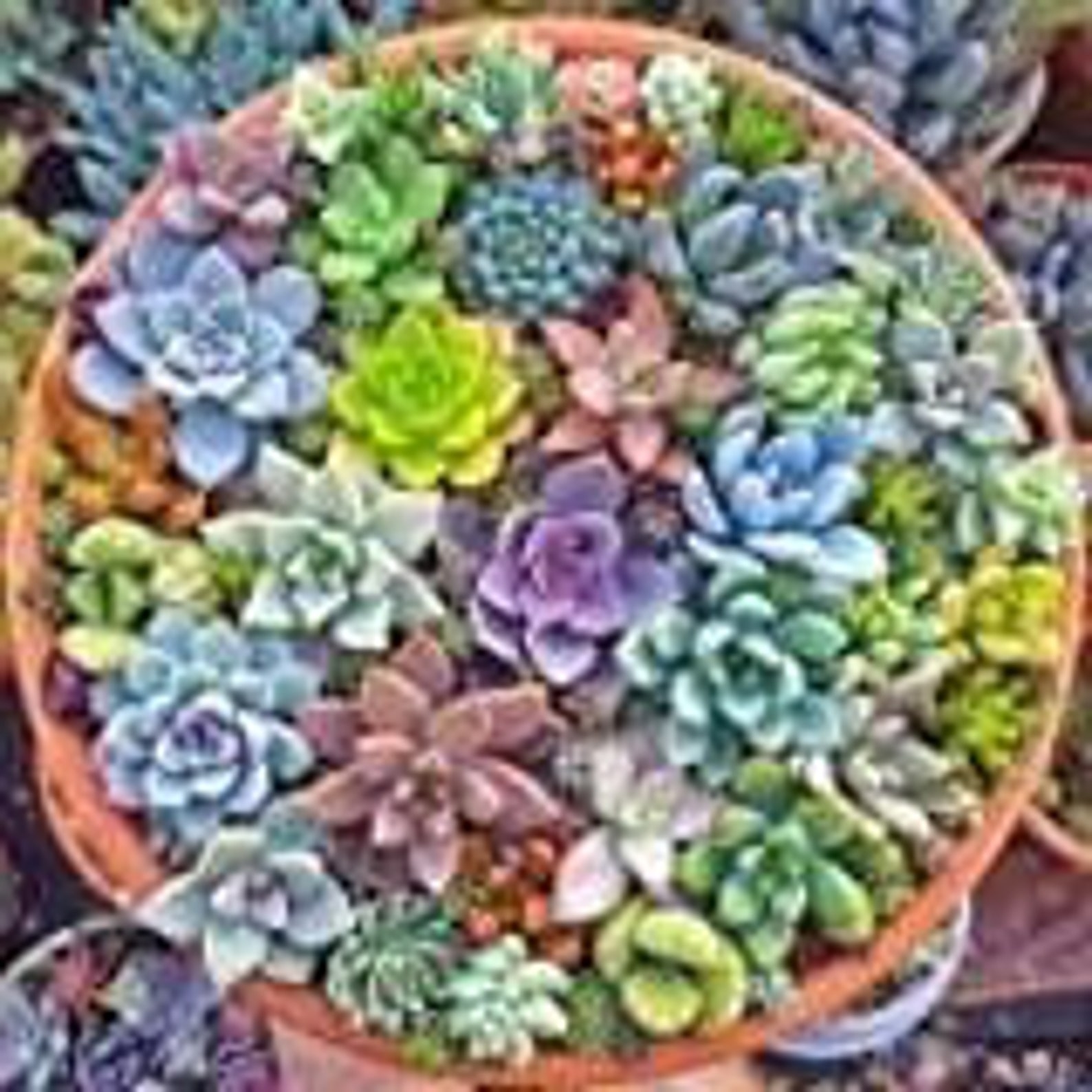 SALE 20 Rainbow Lotus Lithops Cactus Seed and 10 Cactus - Etsy Australia