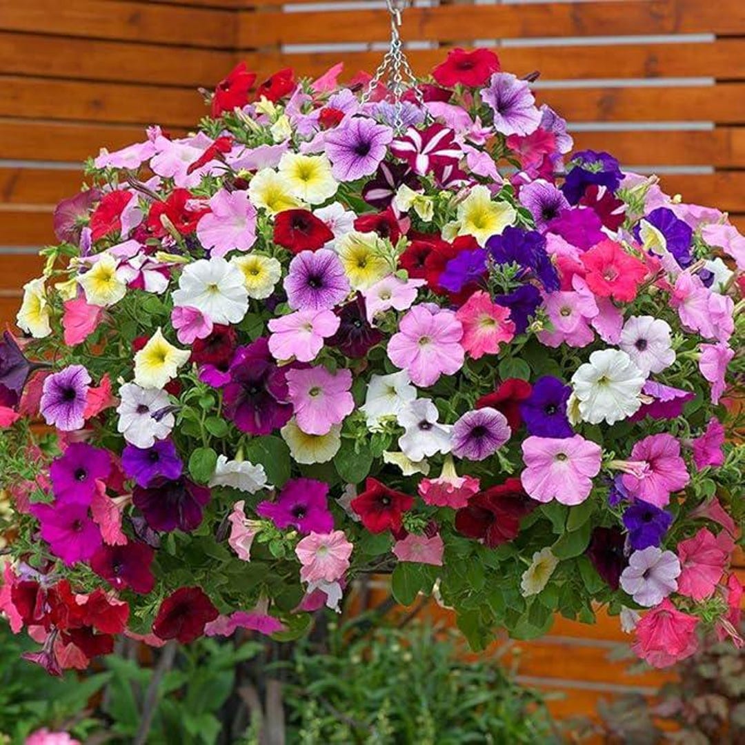 Rainbow Petunia Seeds, Great for Hanging Baskets (20 Seeds) - Etsy
