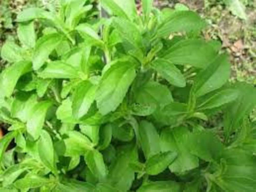 Stevia Sweet Candy Leaf Herb 2 Packs of 20 Seed Plant in Home or Garden ...