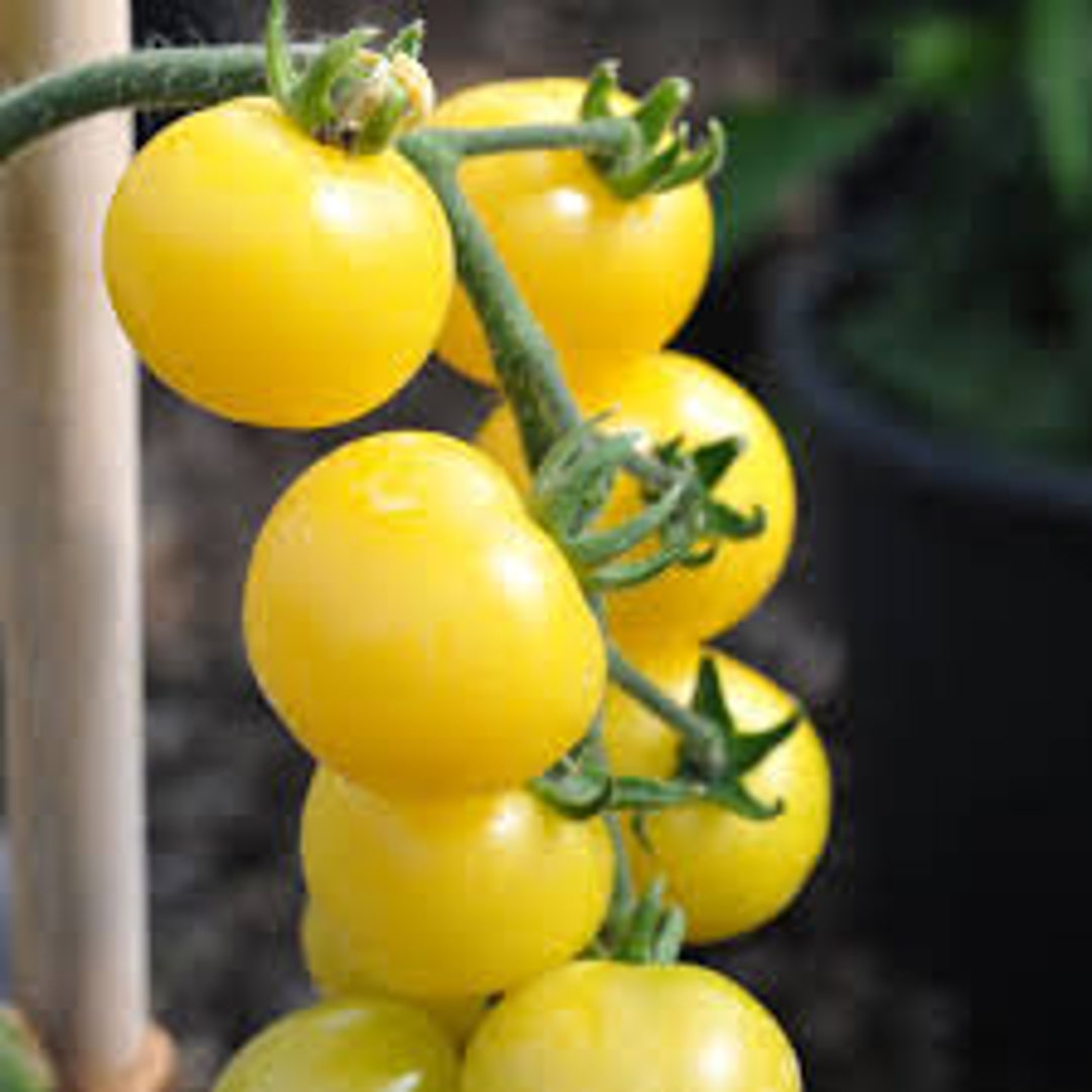 Snow White Cherry Tomato 2 Packs of 20 Seed Organic Low Acidic Plant ...