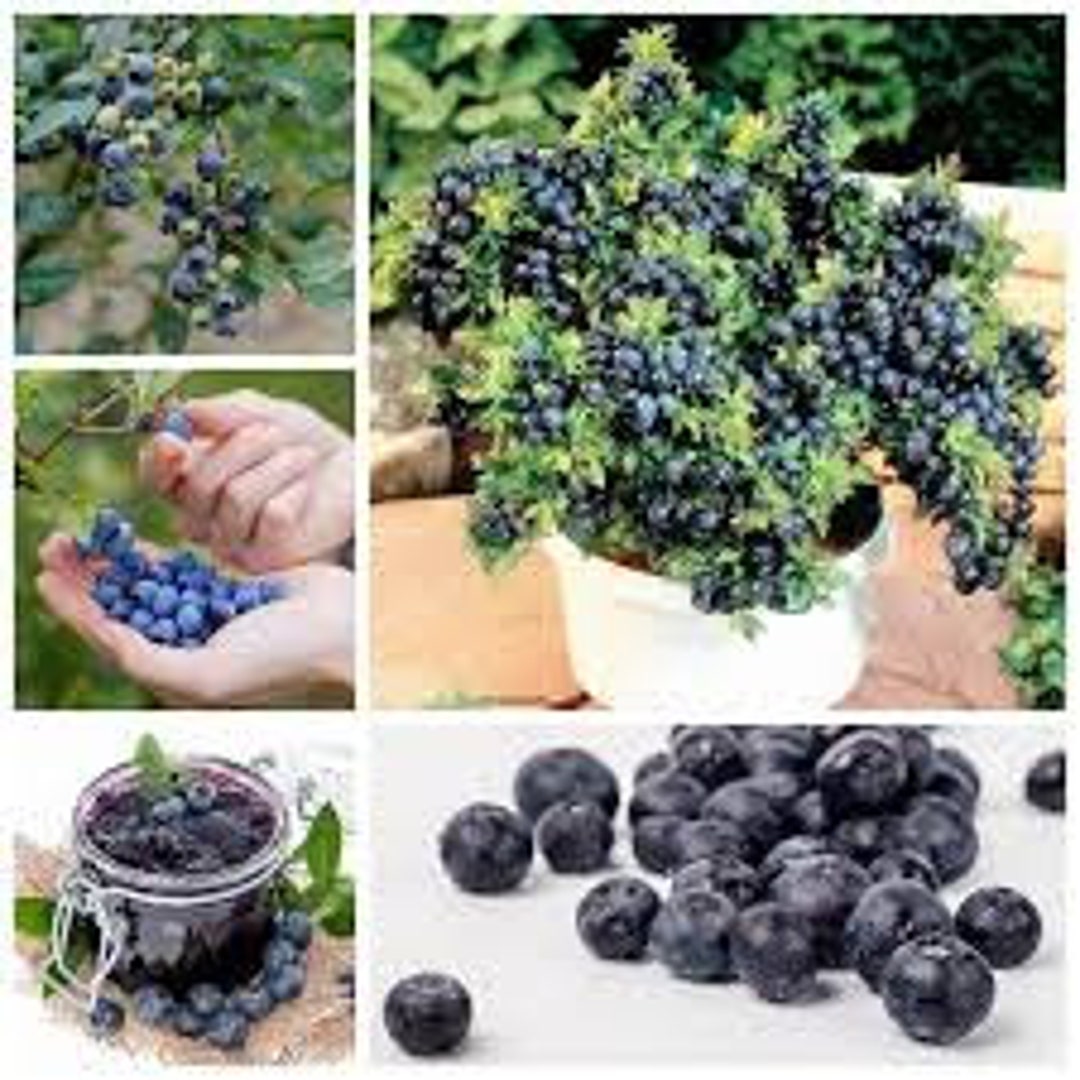 SALE 20 Blueberry Bonsai Seed Sweet and Edible and 10 Banana Bonsai ...