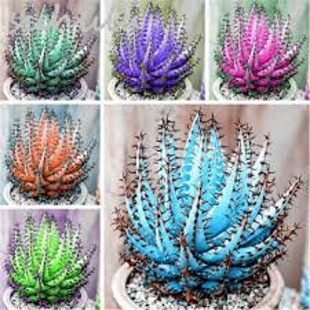 SALE 20 Exotic Aloe Vera Cactus Colorful Seed Mix and 10 - Etsy