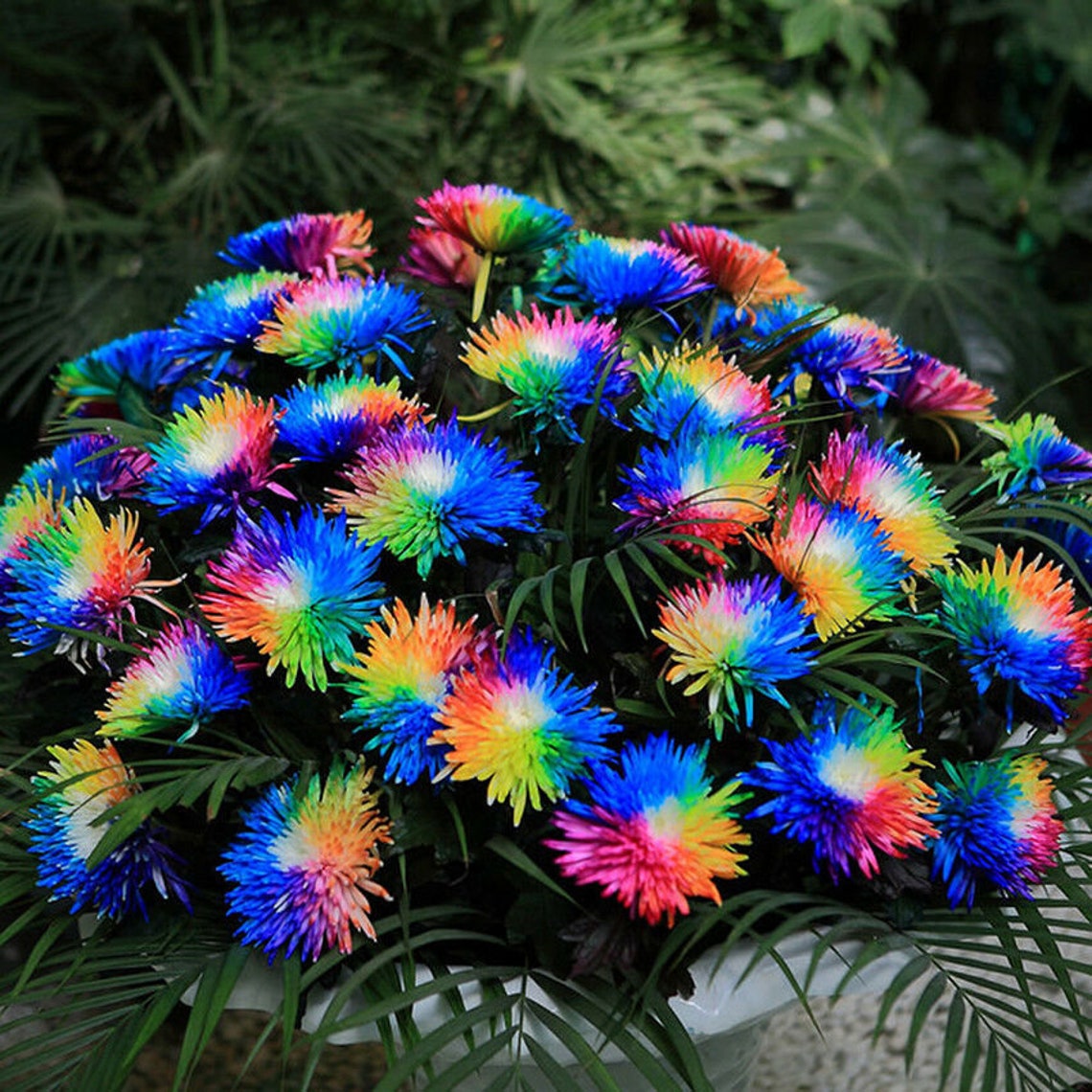 Tiger Stripe Blue Rose 20 Seed Rare Variety, and 20 Rainbow ...