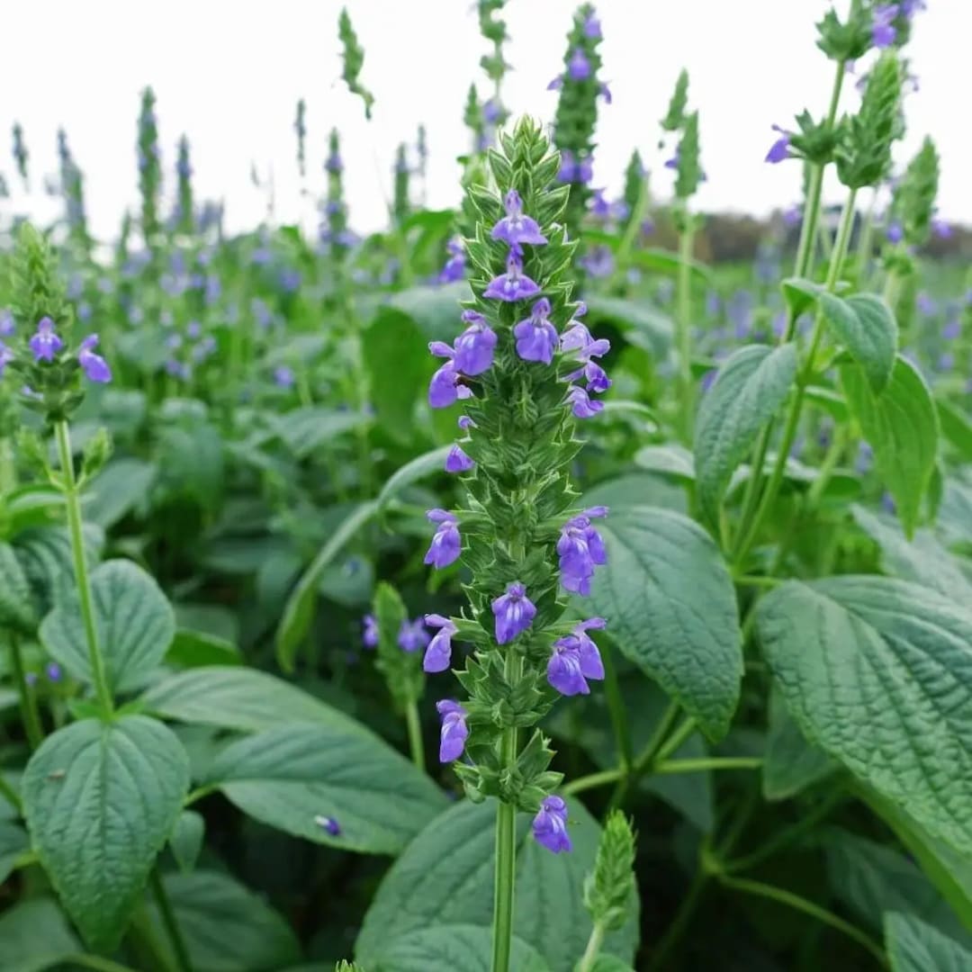 100 graines de chia Facile et amusant à cultiver sur une terrasse ou un ...