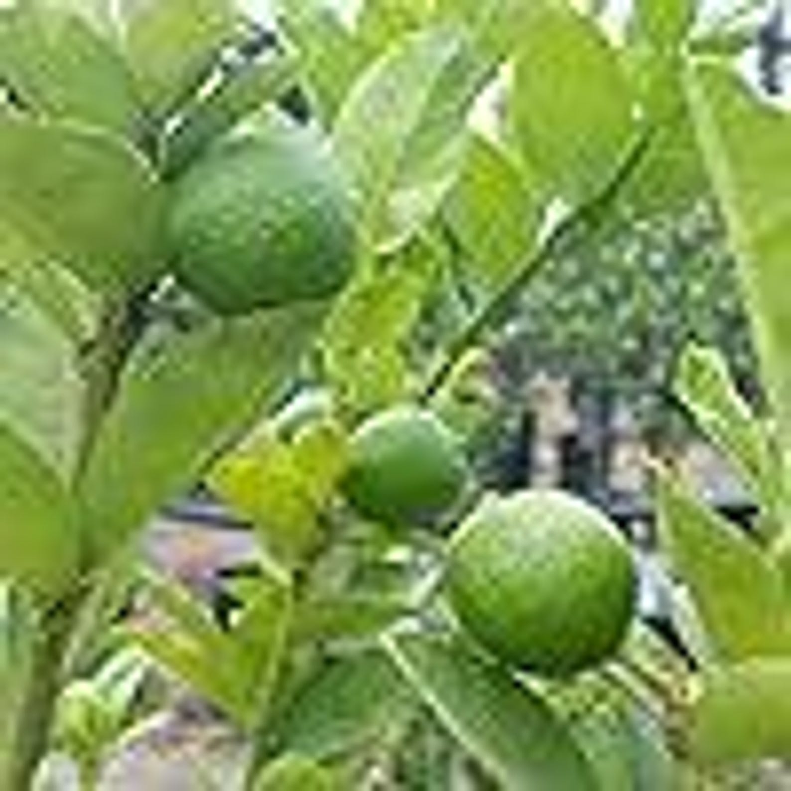 Key Lime Dwarf Tree 10 Seeds Plant in Home or Garden Edible and Tasty ...