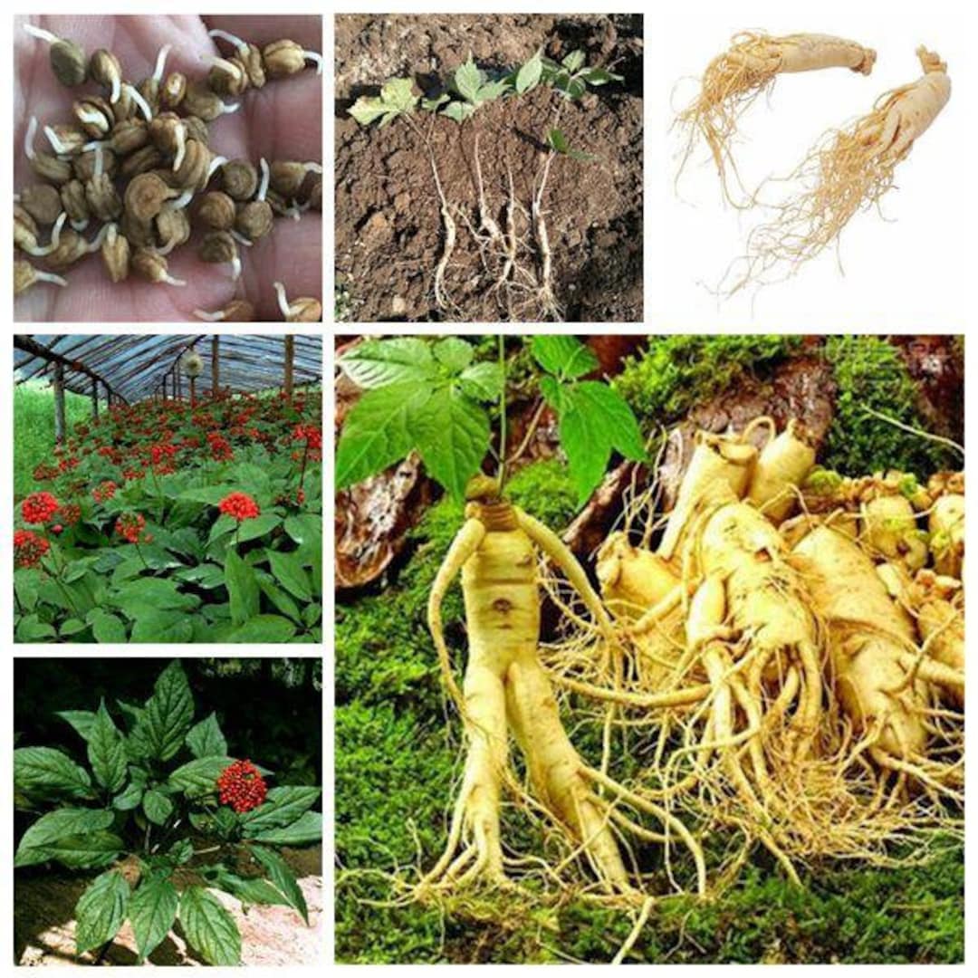 Appalachian Ginseng 2 Packs of 20 Seed Fresh Quality Medicinal Herb ...