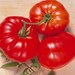 20 Tomato Brandy Wine Red Tomato Seeds Regular Leaf Tasty and Easy to ...