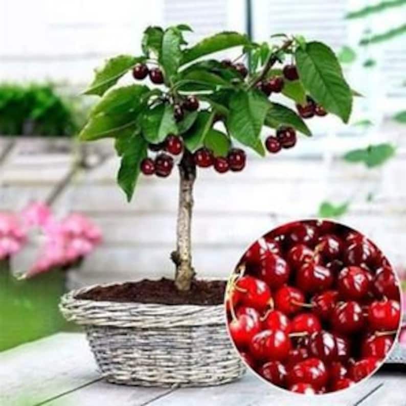 10 Dwarf Bing Cherry Tree Seeds Sweet Edible Plus 10 Dwarf - Etsy