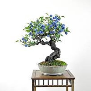 Blueberry Bonsai Plant 10 Seed Sweet and Edible and 10 Dwarf Cavendish ...