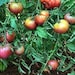 20 Tomato Cherokee Purple Seeds Rare Non GMO Fresh Seed Hardy Crops ...
