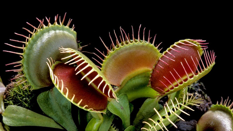 Venus Fly Trap 20 Seeds, Plant Seeds in Home or Garden Plus Free Gift ...