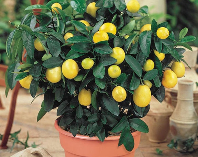 Non-gmo SEEDS Self-pollinating Dwarf Meyer Lemon citrus Meyeri Indoor Outdoor Tree - Etsy