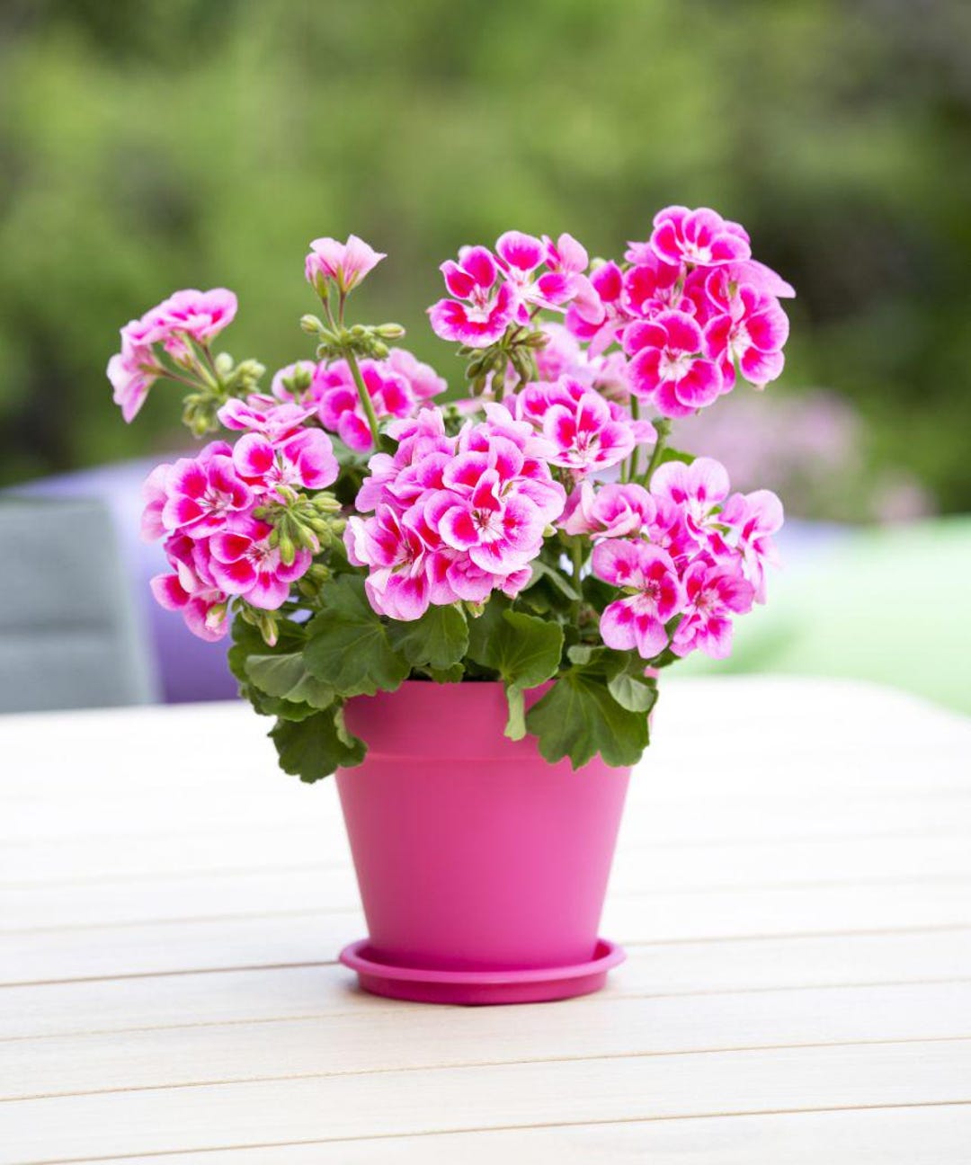 Geranium Hot Pink Flowers 2 Packs of 20 Seeds for Home and Garden ...