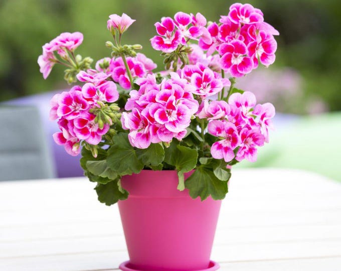 GERANIUM COLORAMA F2 MIX 10 Seeds Pelargonium Zonale Early Flowering ...