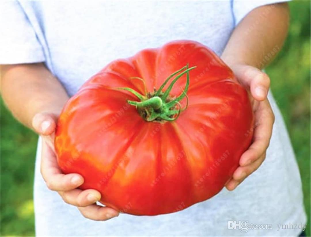 Sale 20 Heirloom Giant Tomato Seeds Delicious Fresh Quality - Etsy