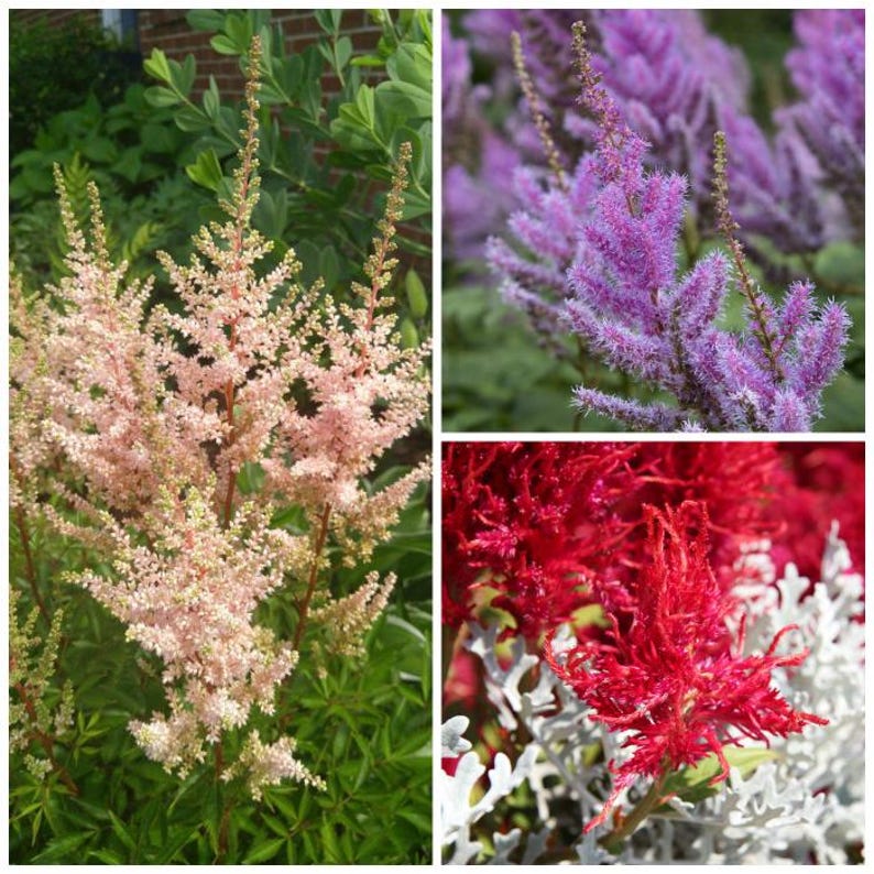 Astilbe Flower Colorful Mix, 20 Seeds, Home Garden - Etsy