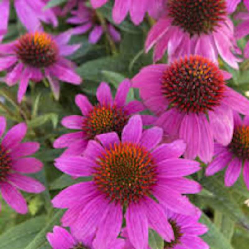 Purple Cone Flower - Etsy