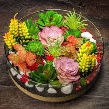 Rainbow Cactus Succulent Seeds Mix (20 Seeds) Plant in Home or Garden ...