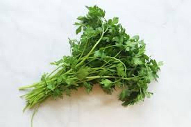 Italian Parsley Seed Gigante Catalogno 2 Packs of 25 Herb Seeds for ...