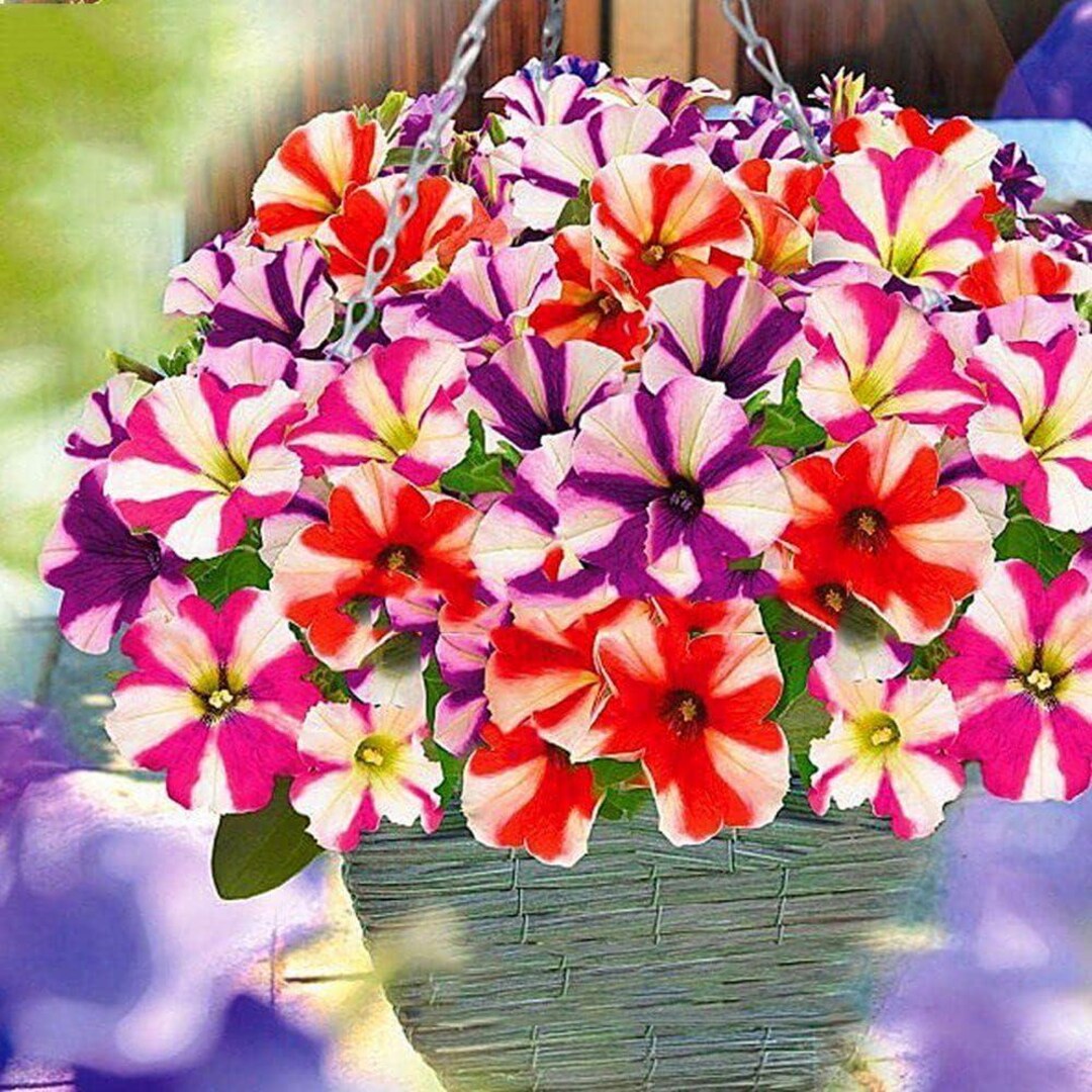 Petunia Starfall Colorful Flower Mix 20 Seeds for Planting Home or ...