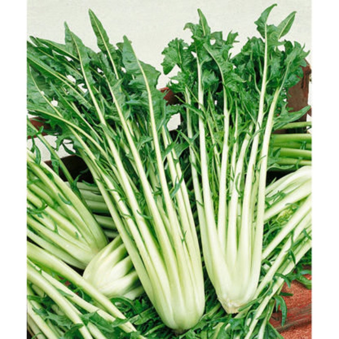 Chicory Emarald 2 Packs of 25 Seeds ,plant in Home Garden Catalogna ...