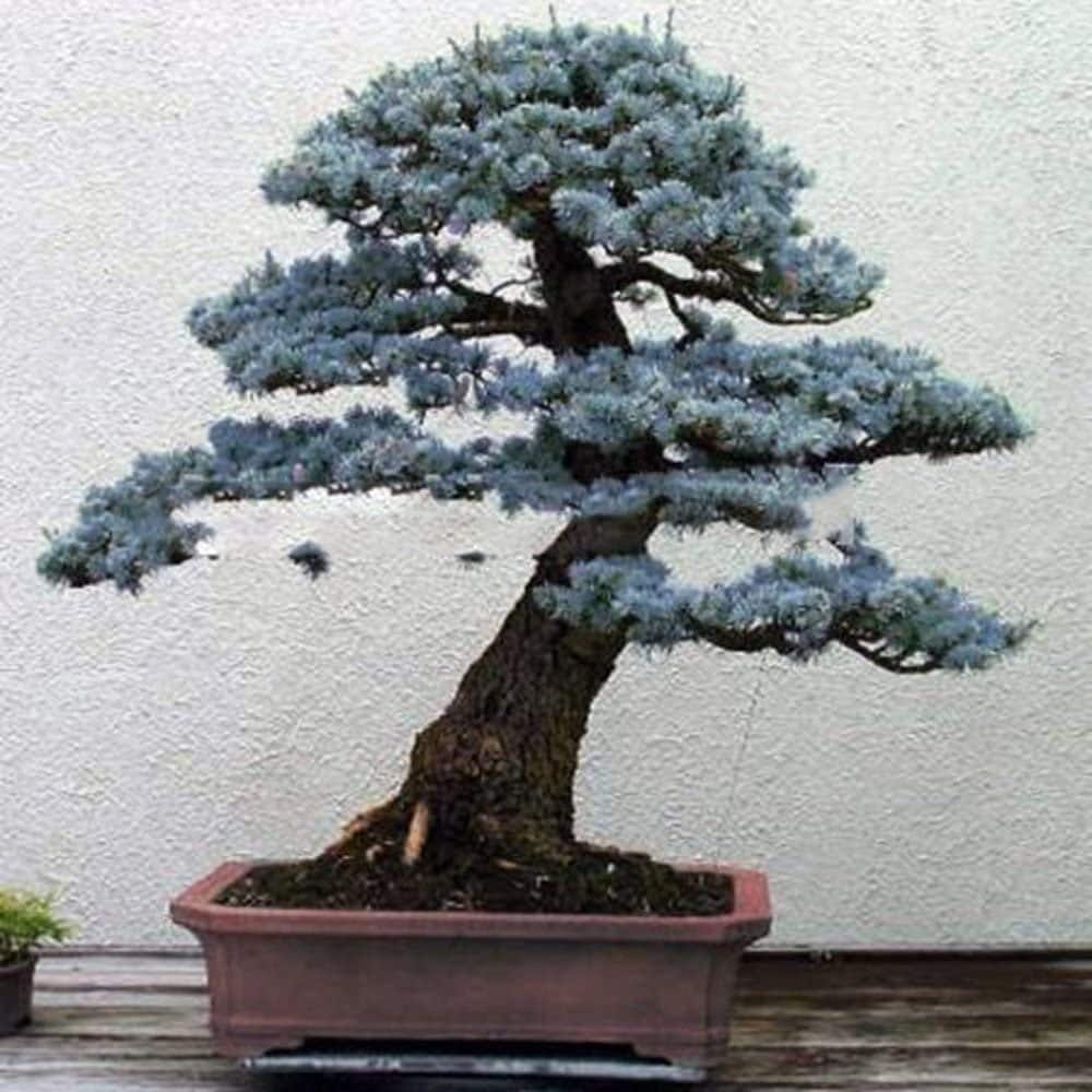 SALE 20 Colorado Blue Spruce Bonsai Seed 20 Cherry Blossom - Etsy Canada