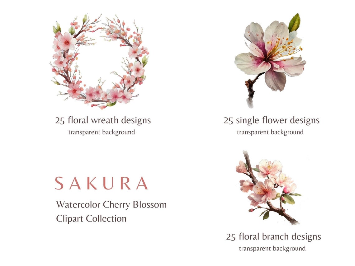 Sakura Cherry Blossom Clipart, Watercolor Japanese Blossoms, Spring ...