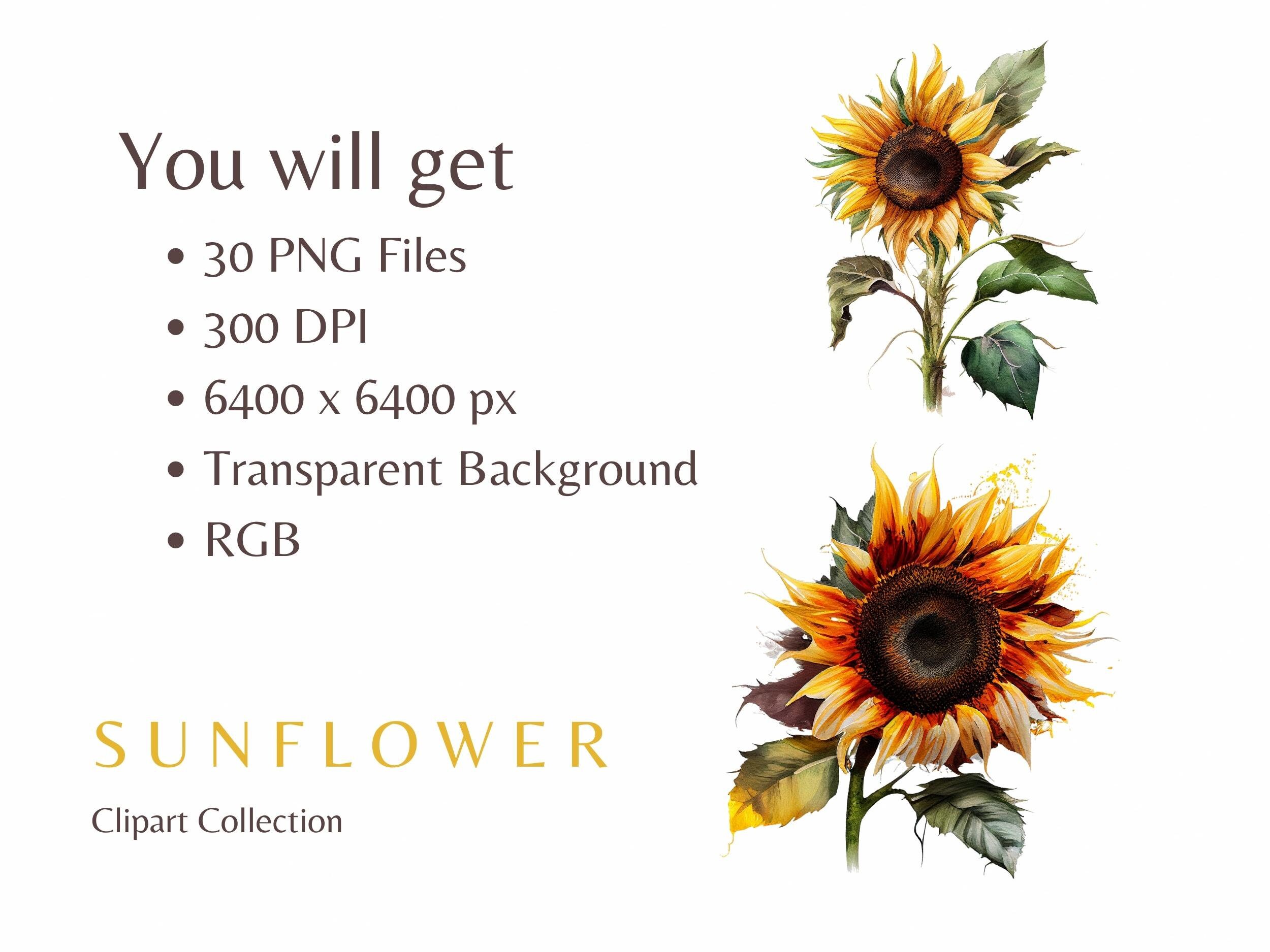 Watercolor Sunflower Clip Art 30 Pcs for Invitations - Etsy