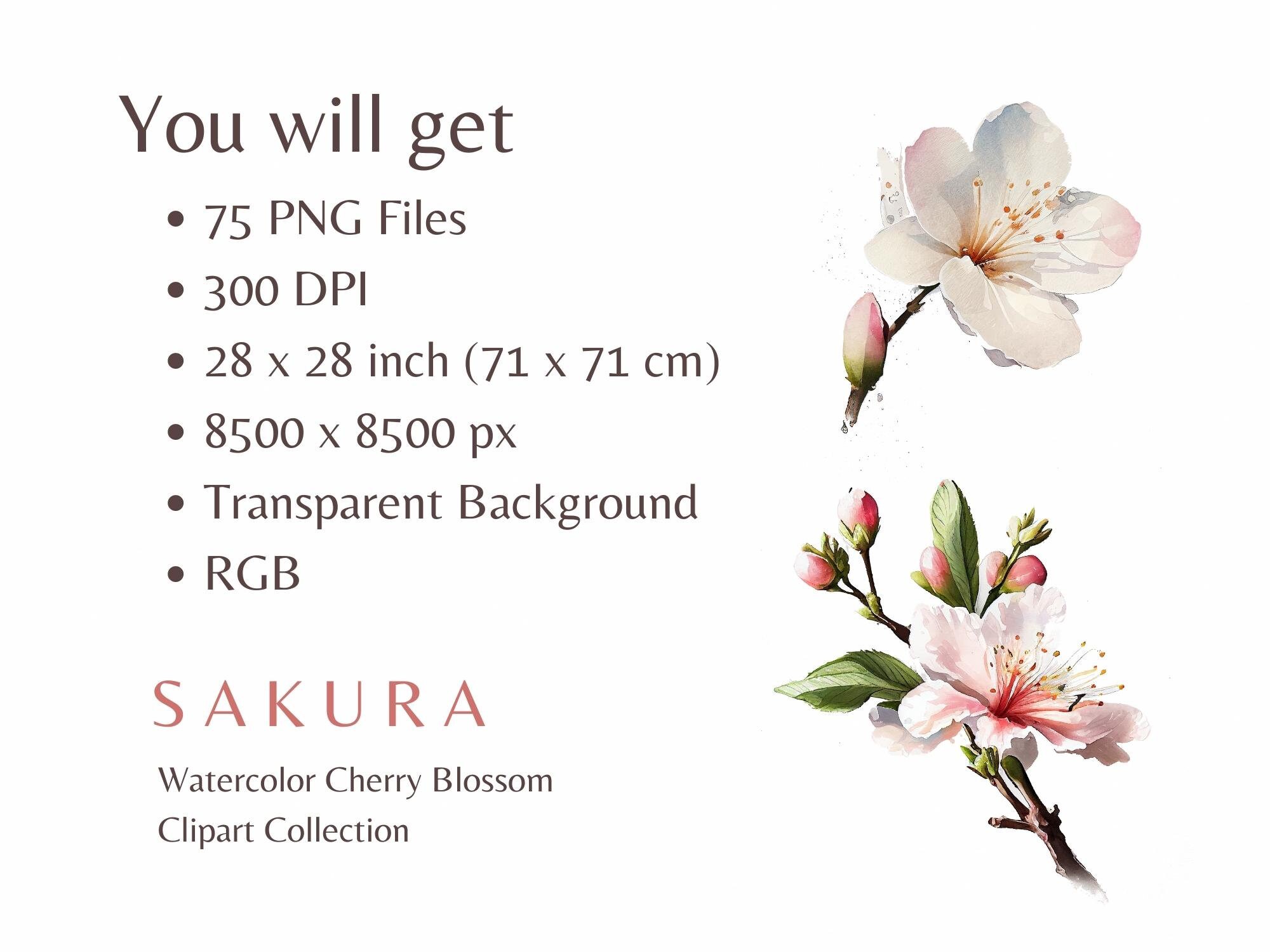 Sakura Cherry Blossom Clipart, Watercolor Japanese Blossoms, Spring ...
