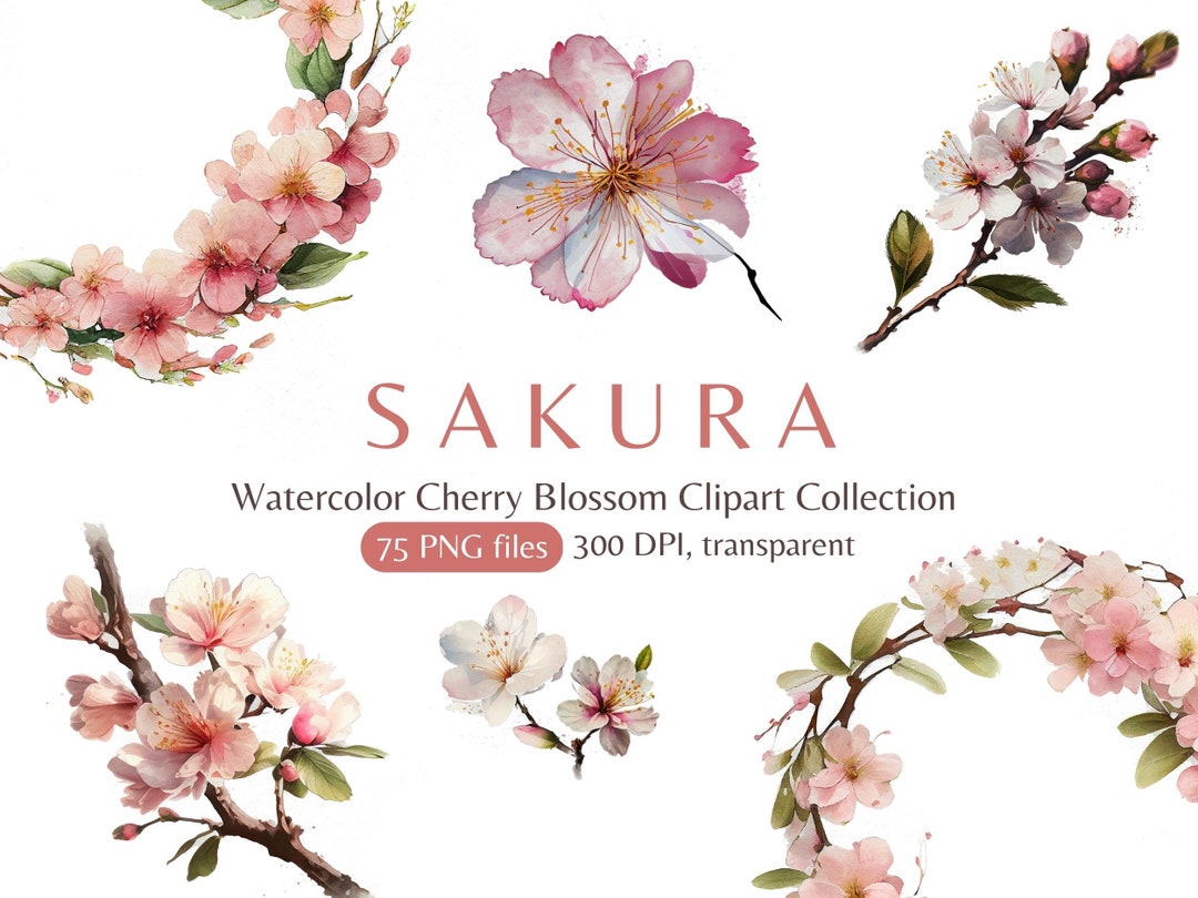 Sakura Cherry Blossom Clipart, Watercolor Japanese Blossoms, Spring ...