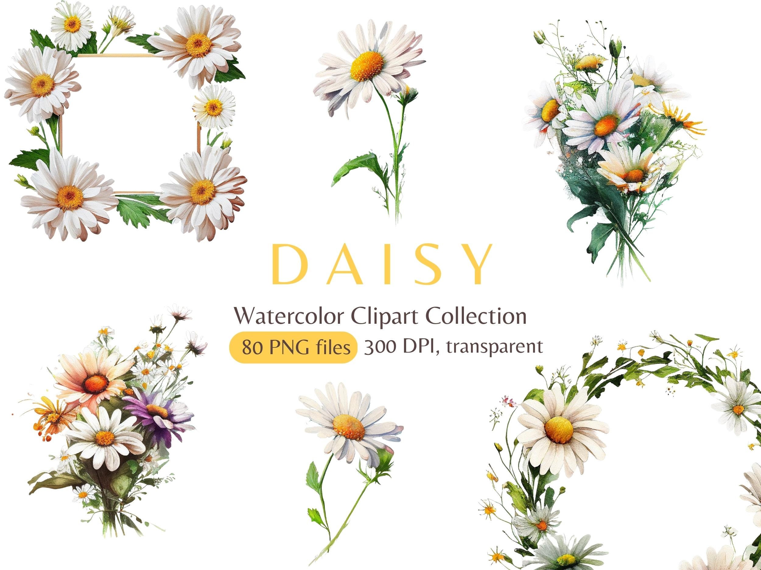 Watercolor Daisy Clip Art Cute and Simple Floral Graphics for Digital ...