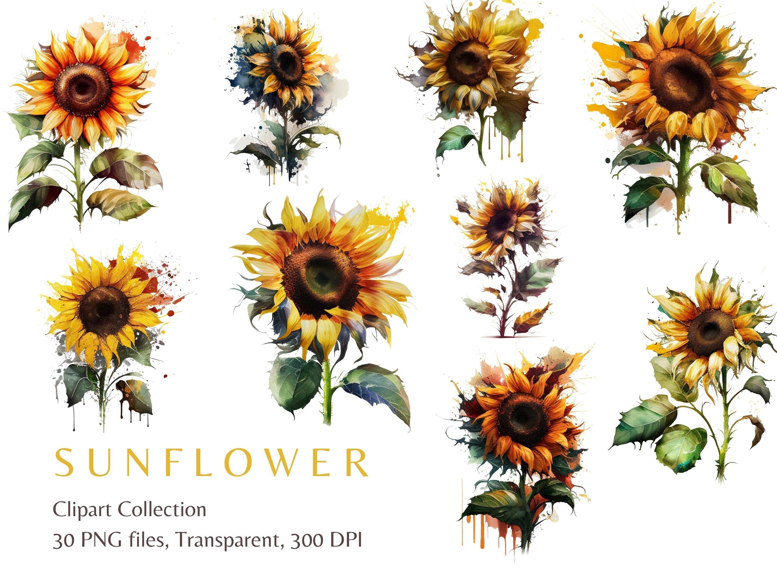 Watercolor Sunflower Clip Art 30 Pcs for Invitations - Etsy