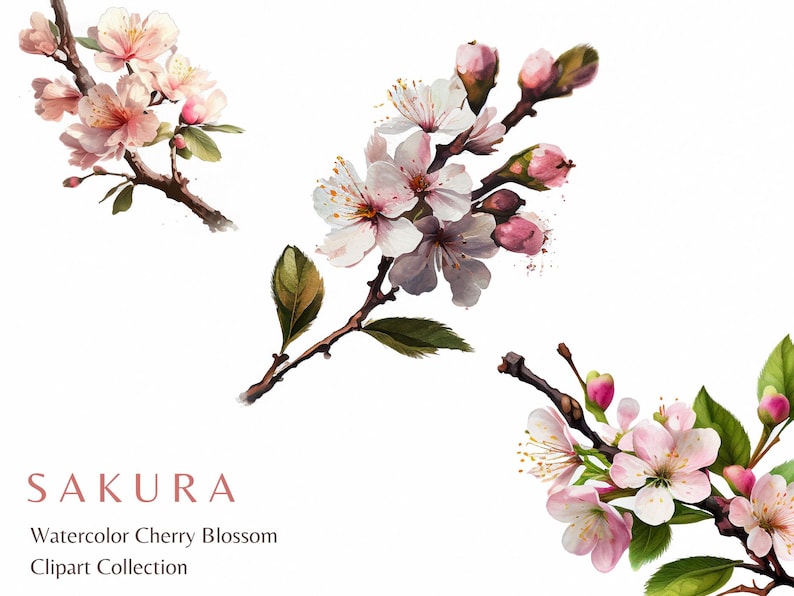 Sakura Cherry Blossom Clipart, Watercolor Japanese Blossoms, Spring ...