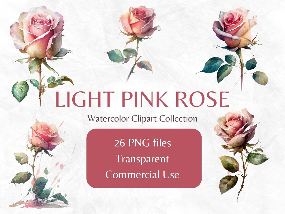 Watercolor Light Pink Rose Clipart, 26 Pcs, Transparent PNG Files for ...