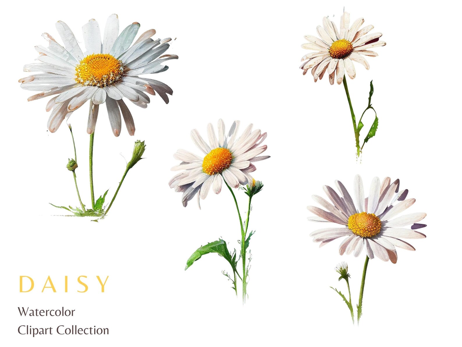 Watercolor Daisy Clip Art Cute and Simple Floral Graphics for Digital ...