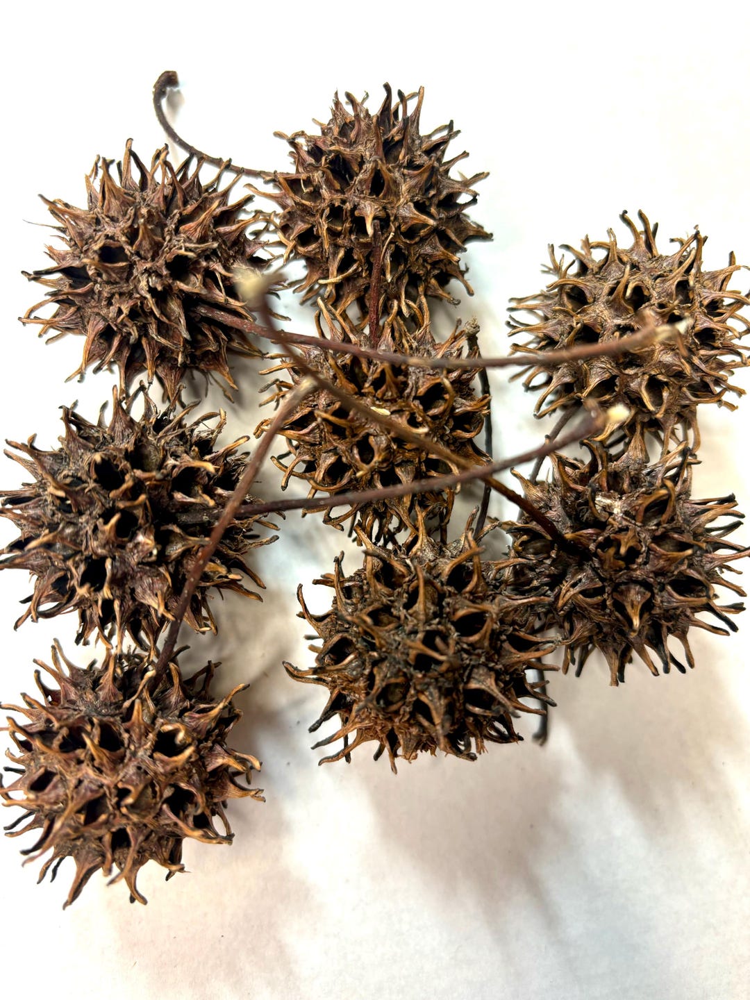 Sweet Gum Balls Prickly Ball Witch's Burrs Vase Wreath Decoration Craft ...
