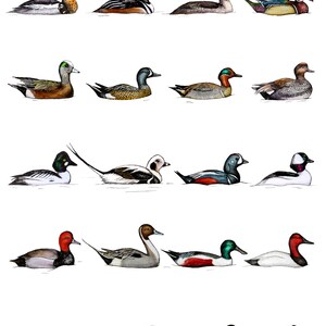 Ducks of North America Painting, Art Print 8x10, 8.5x11, 5x7 Ink ...