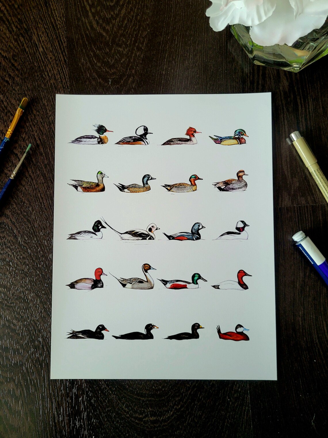Ducks of North America Painting Art Print 8x10 8.5x11 5x7 - Etsy