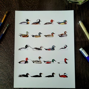 Ducks of North America Painting, Art Print 8x10, 8.5x11, 5x7 Ink ...