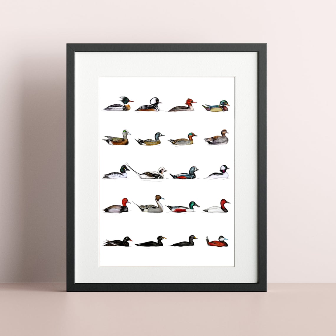 Ducks of North America Painting, Art Print 8x10, 8.5x11, 5x7 Ink ...