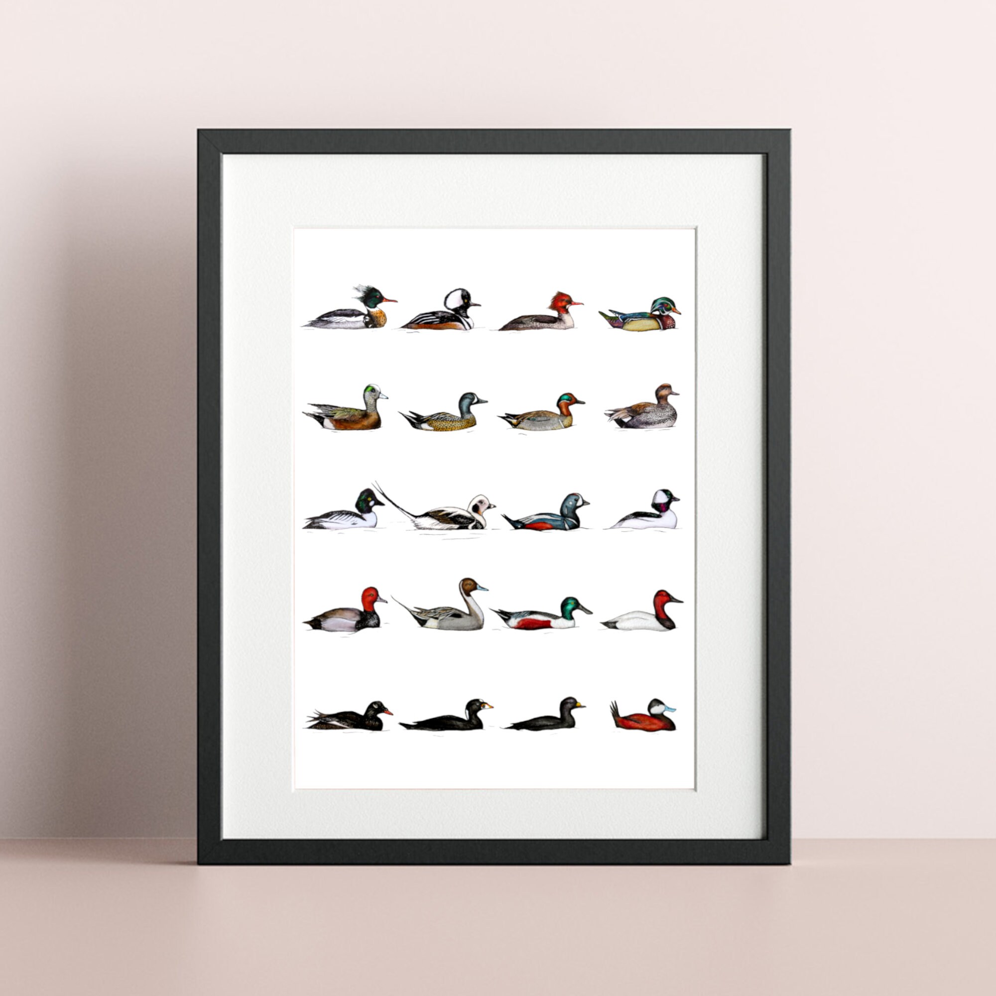 Ducks of North America Painting, Art Print 8x10, 8.5x11, 5x7 Ink ...