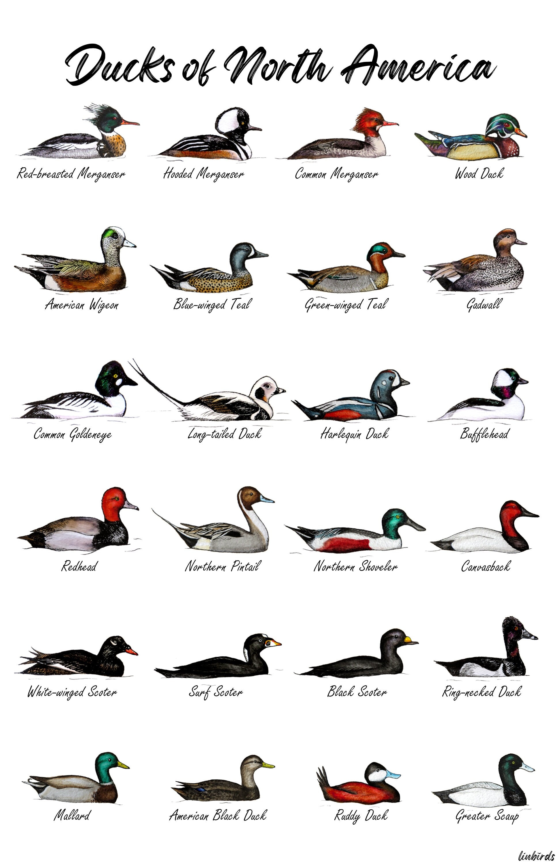Poster: Ducks of North America 11x17 Duck Art Print - Etsy Canada