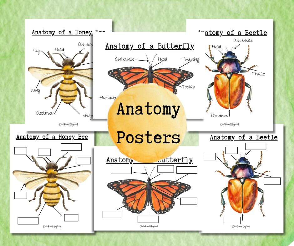 Insect Unit Study for Preschool | Kindergarten Insect Unit Study ...