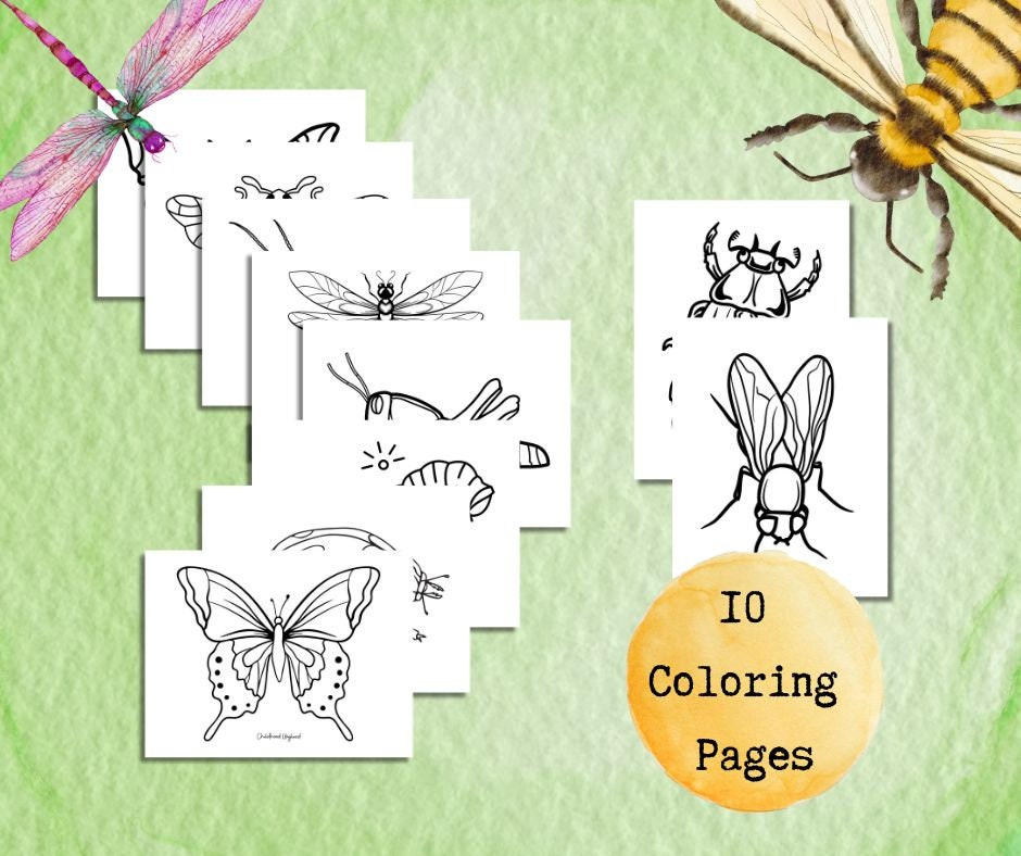 Insect Unit Study for Preschool | Kindergarten Insect Unit Study ...